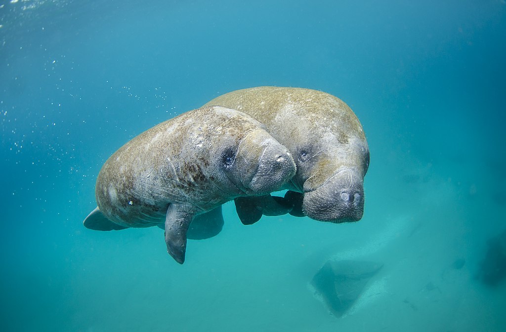 10 Fascinating Facts About Snooty, the World's Oldest Manatee - Listorati